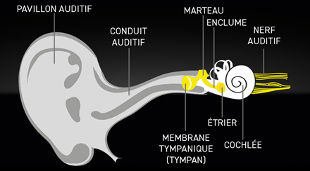 The ear - how do we hear? | Rexton
